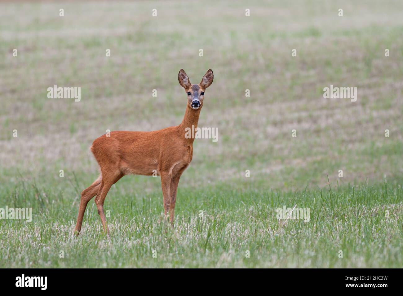 Female roe deer hi-res stock photography and images - Alamy