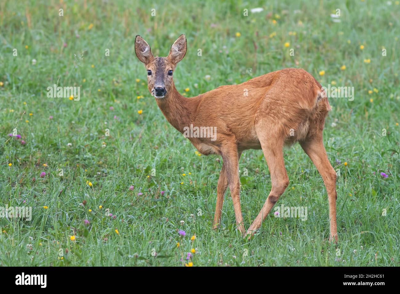 Roe Deer, Capreolus capreolus, Doe in green meadow Stock Photo - Alamy