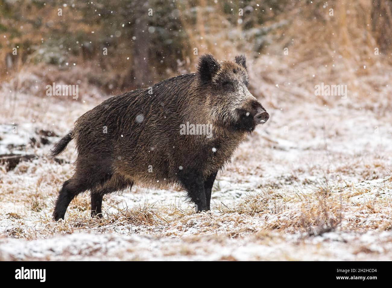 Wild boar walking on meadow during the snowing Stock Photo - Alamy
