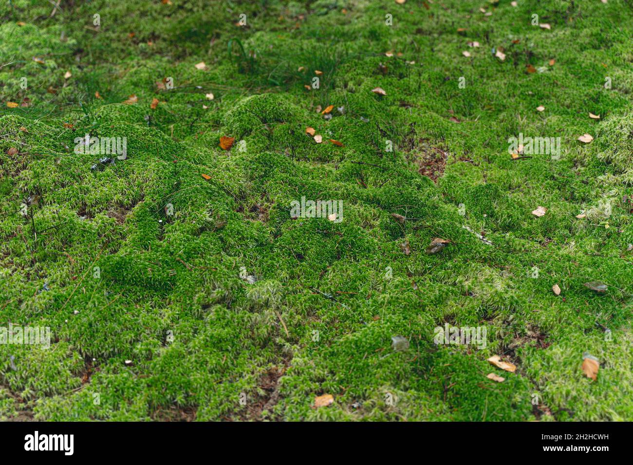 Moss background. Surface of green moss in the forest. Biodiversity and ...