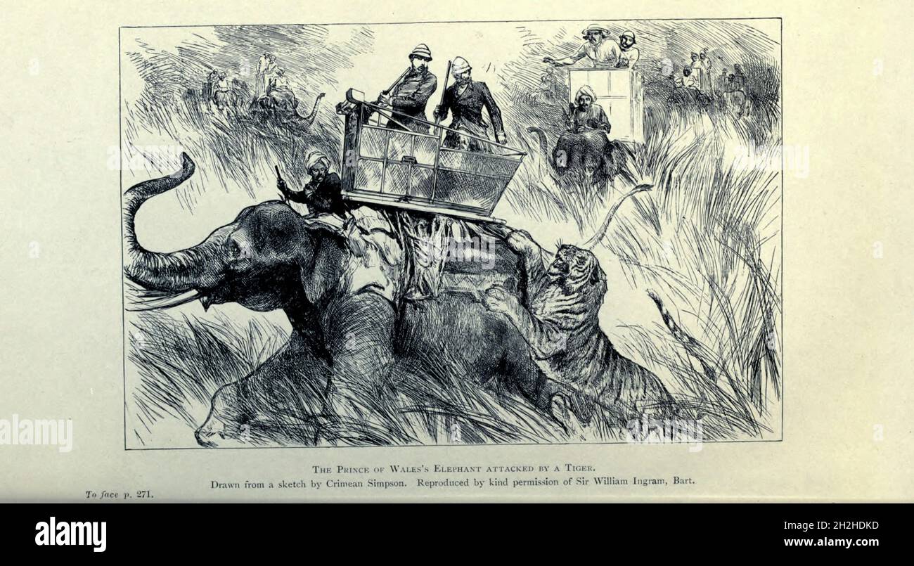 Antique picture of tiger hi-res stock photography and images - Alamy