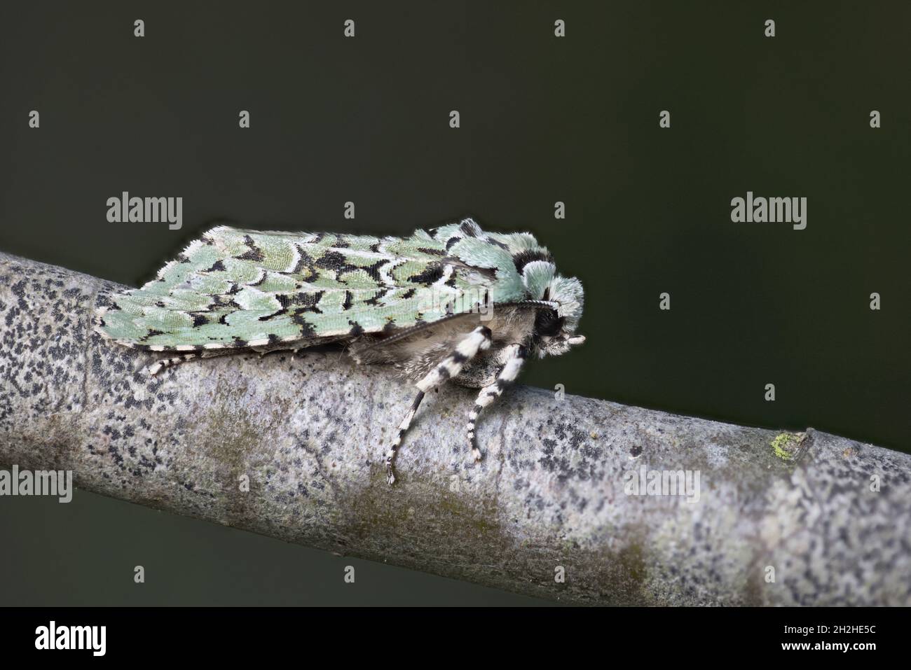 Merveille du Jour moth (Griposia aprilina) (Dichonia aprilina) (Moma ...