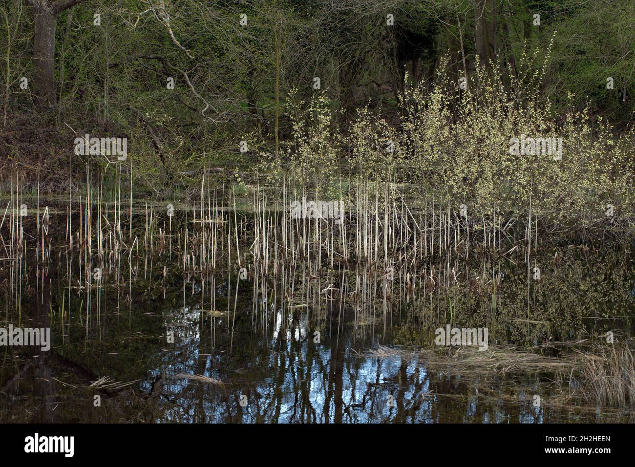 Thompson common hi-res stock photography and images - Alamy