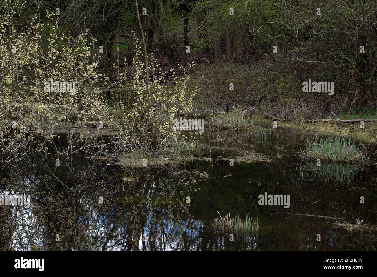 Thompson common hi-res stock photography and images - Alamy