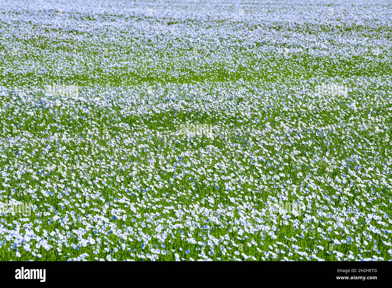 Flax fields hi-res stock photography and images - Alamy