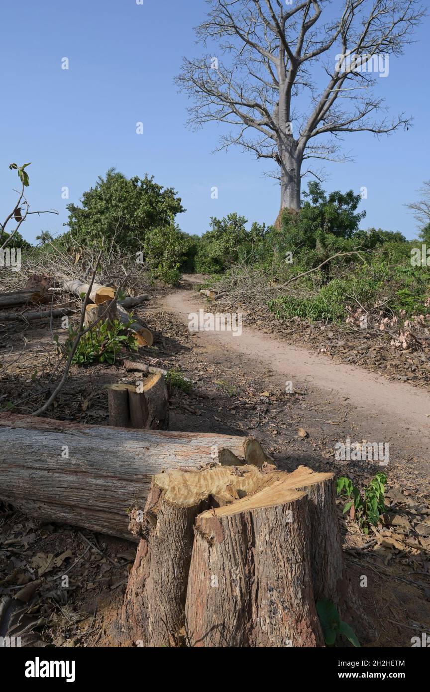 SENEGAL, Casamance, Ziguinchor, village BASSÈRÉ, tree logging and ...