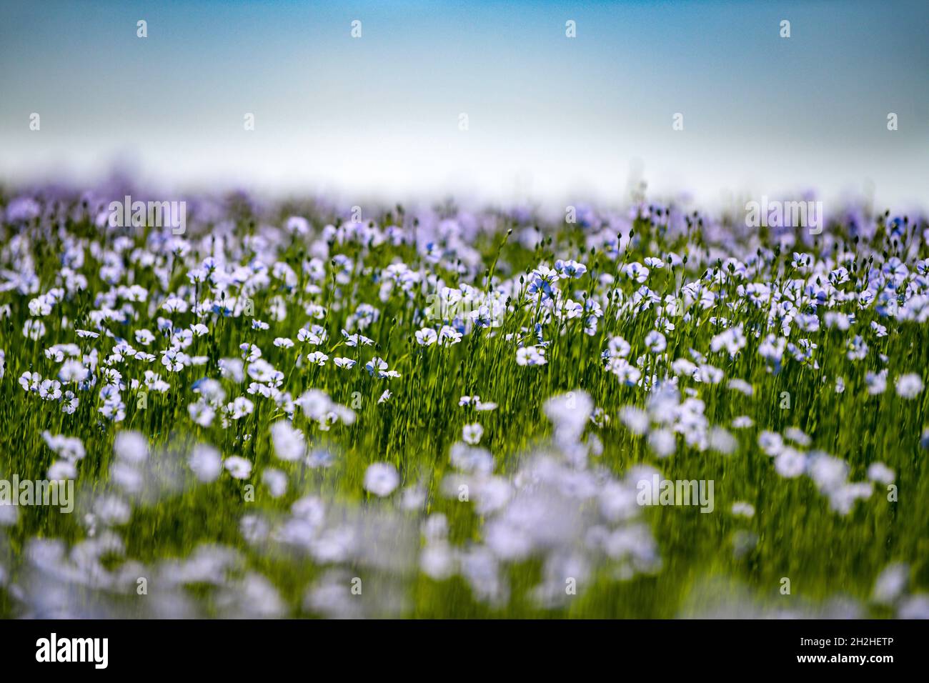 Flax fields hi-res stock photography and images - Alamy