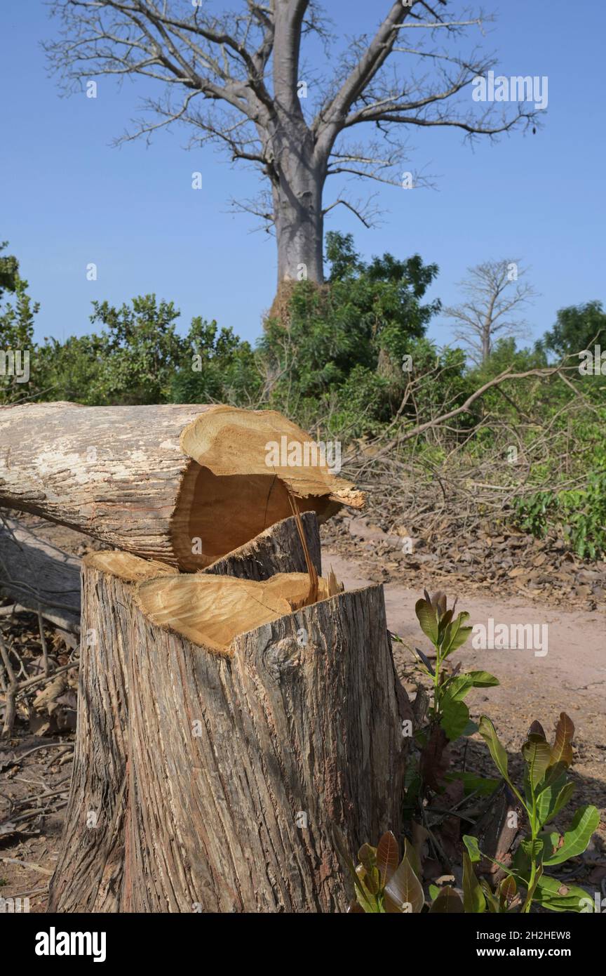 SENEGAL, Casamance, Ziguinchor, village BASSÈRÉ, tree logging and ...