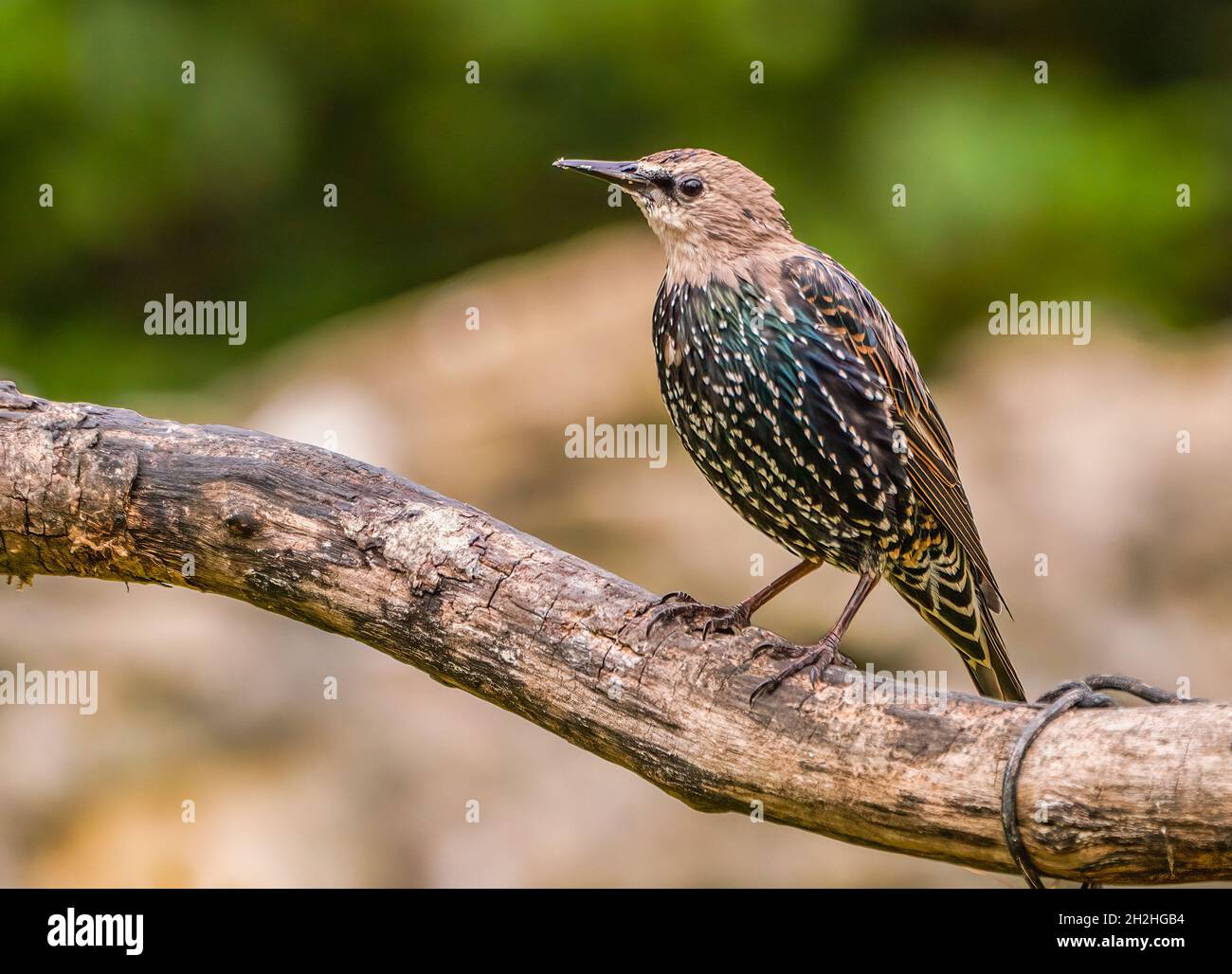 Eurasian Starling in Cotswolds,UK Garden Stock Photo - Alamy