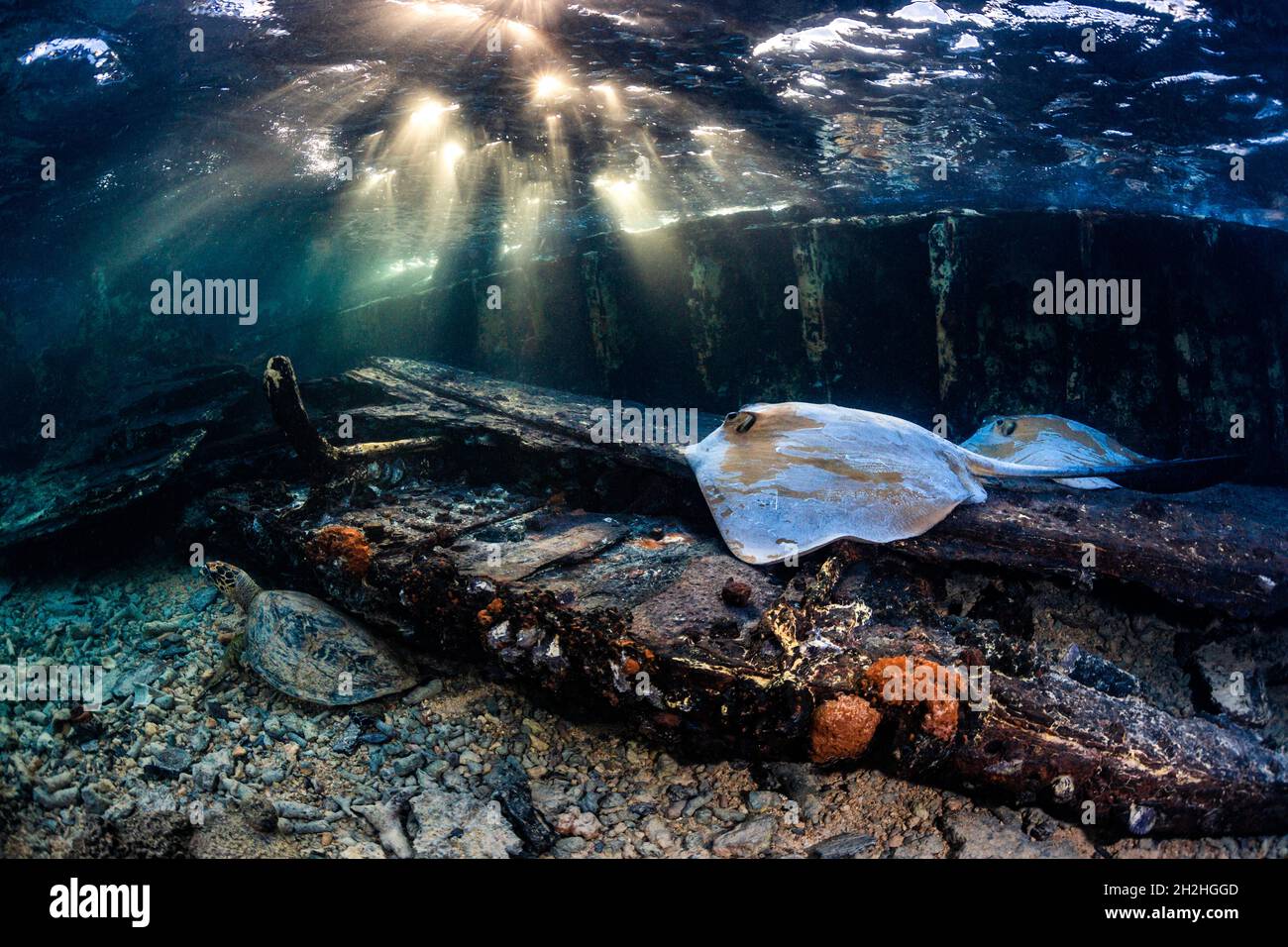 Cow-Tail Rays (Pastinachus ater) and turtle keeping look out on the ...