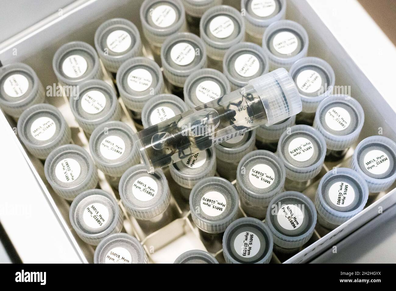 Preserved insects hi-res stock photography and images - Alamy