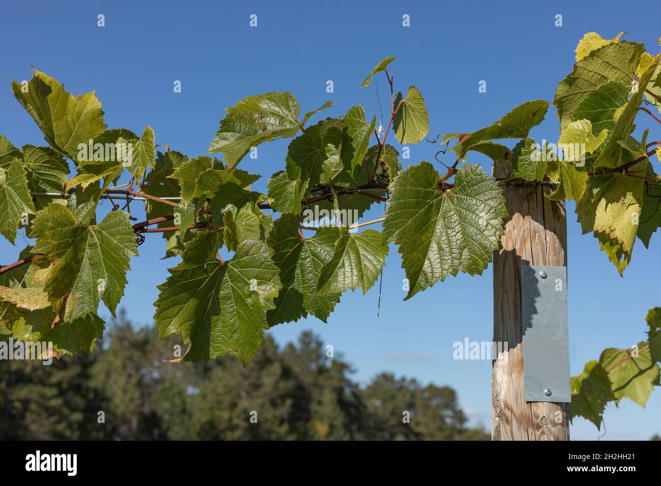 Vine leaves attached to wires with a post Stock Photo - Alamy