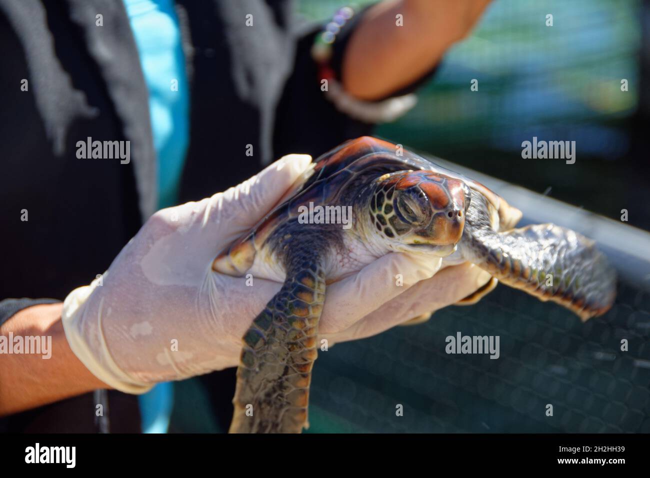 Te mana o te moana hi-res stock photography and images - Alamy