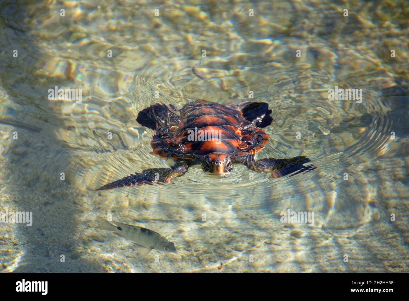 Moorea, French Polynesia: Sea Turtles Care Center, clinic managed by Te ...