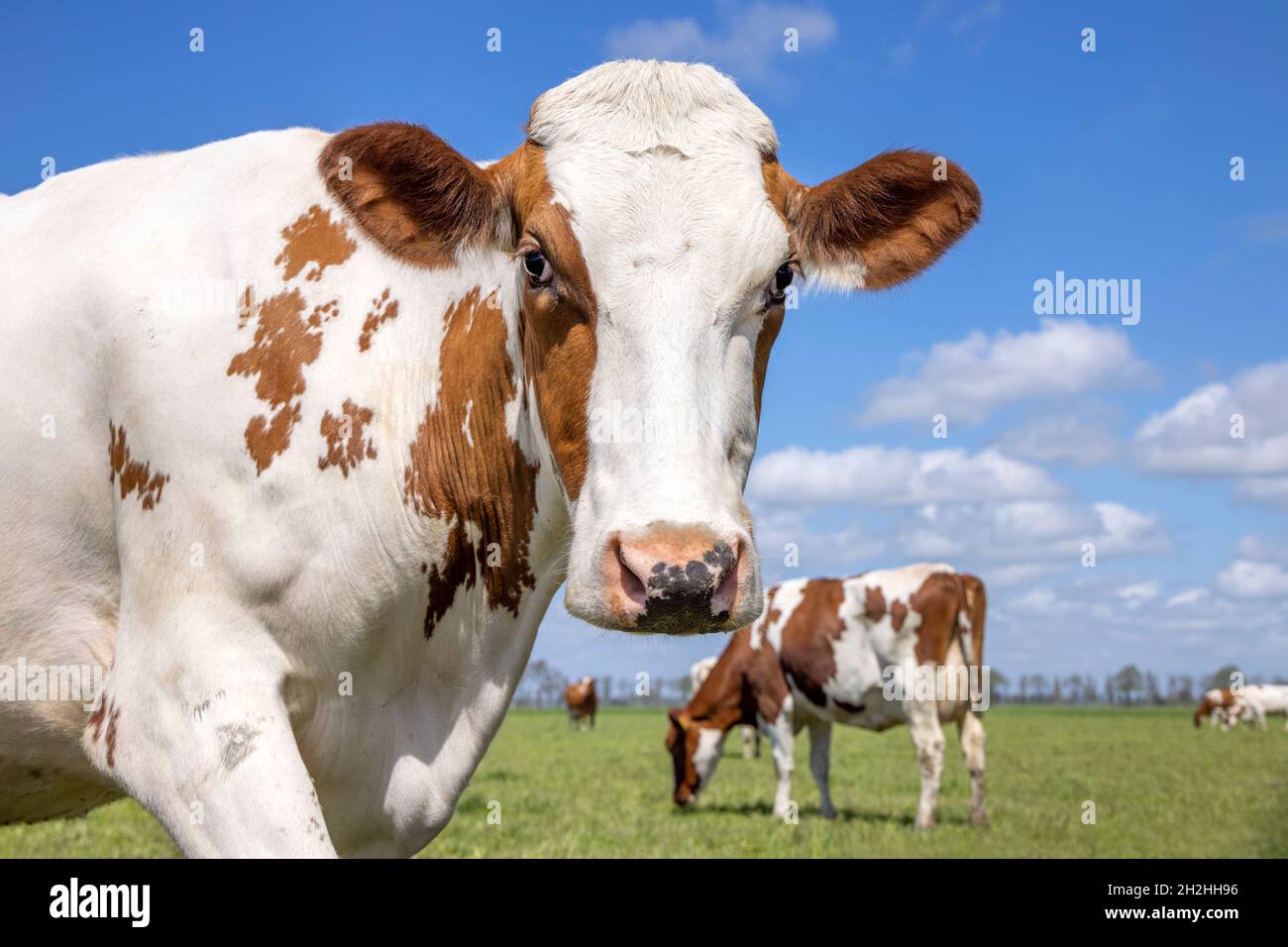 Cow portrait of a sassy red bovine, with white silly face, pink nose, a ...