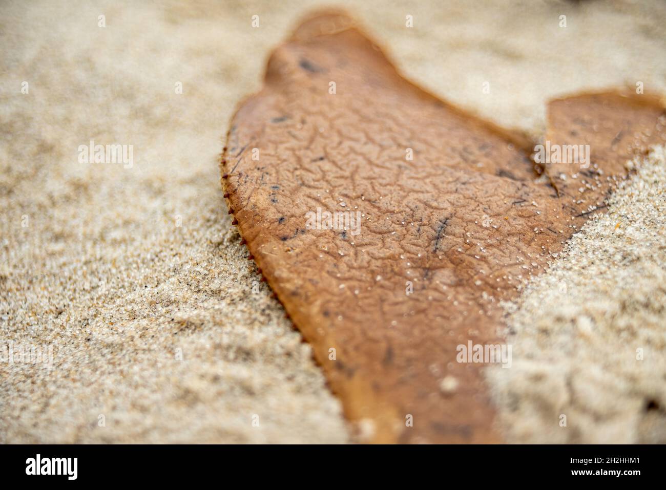 Carapace details hi-res stock photography and images - Alamy