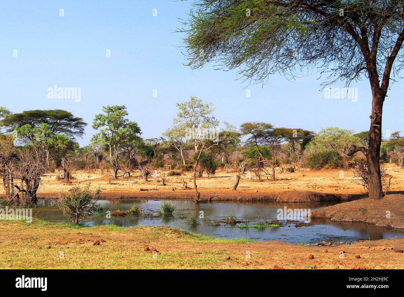 Forest Pond, Chobe National Park, Kasane, Botswana, Africa Stock Photo ...