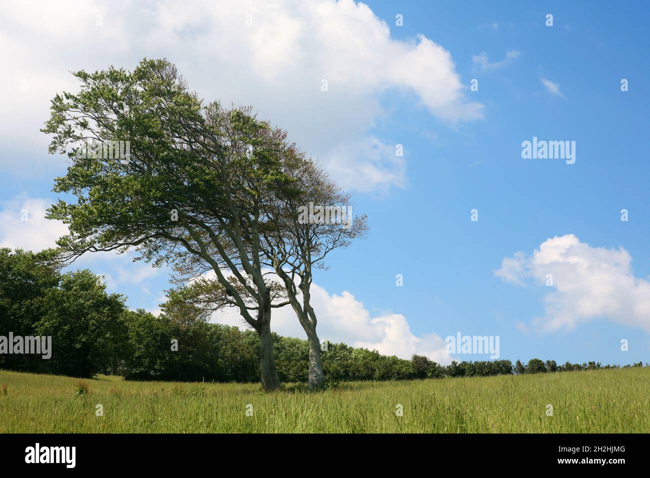 Wind-bent trees in a meadow near St. Anthony on the Roseland Peninsula ...