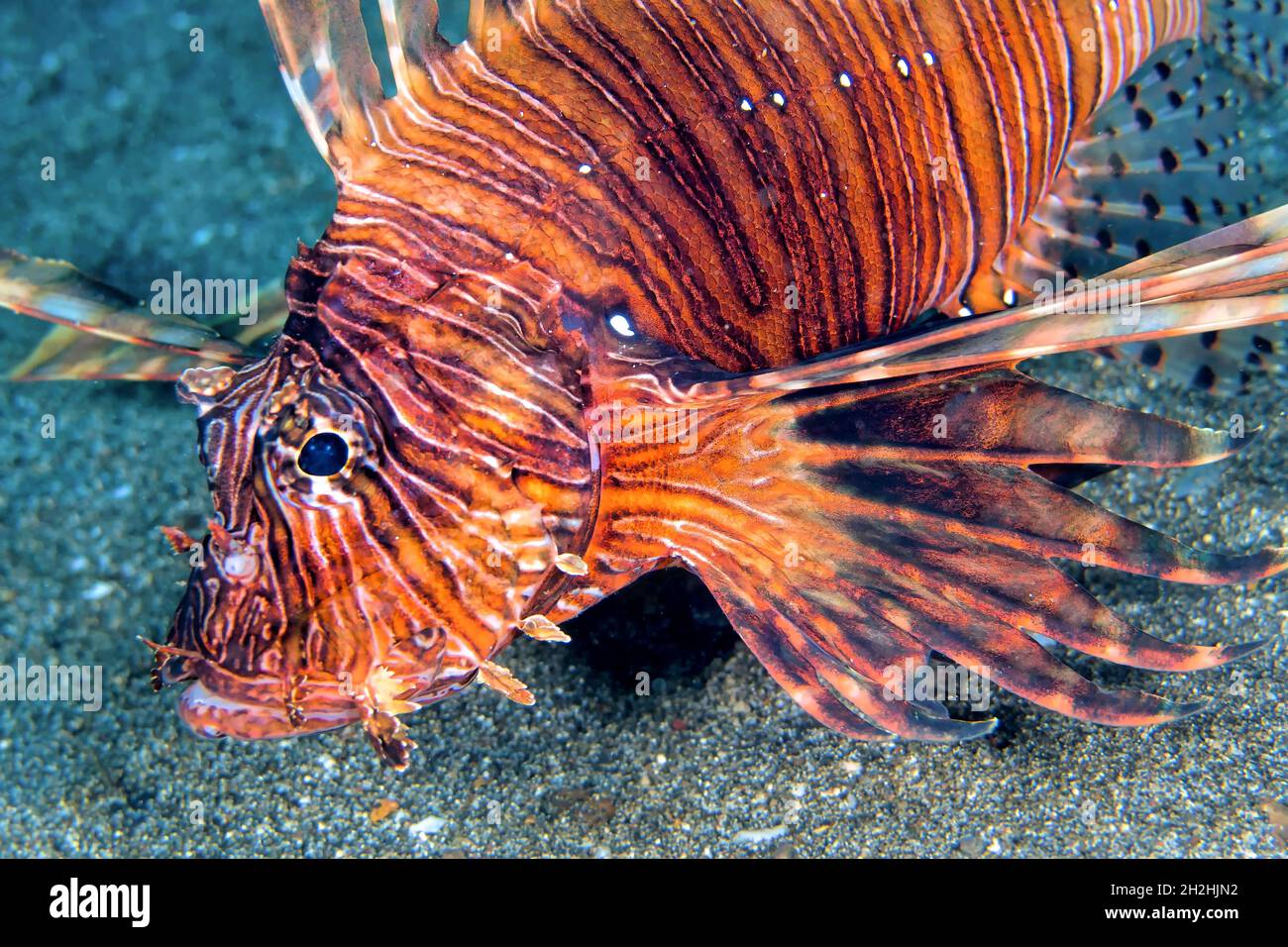Clearfin Lionfish, Pterois kodipungi, Lembeh, North Sulawesi, Indonesia ...