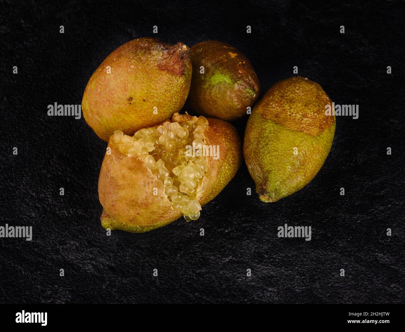 Caviar lime. Finger lime. Citrus australasica on dark background Stock ...