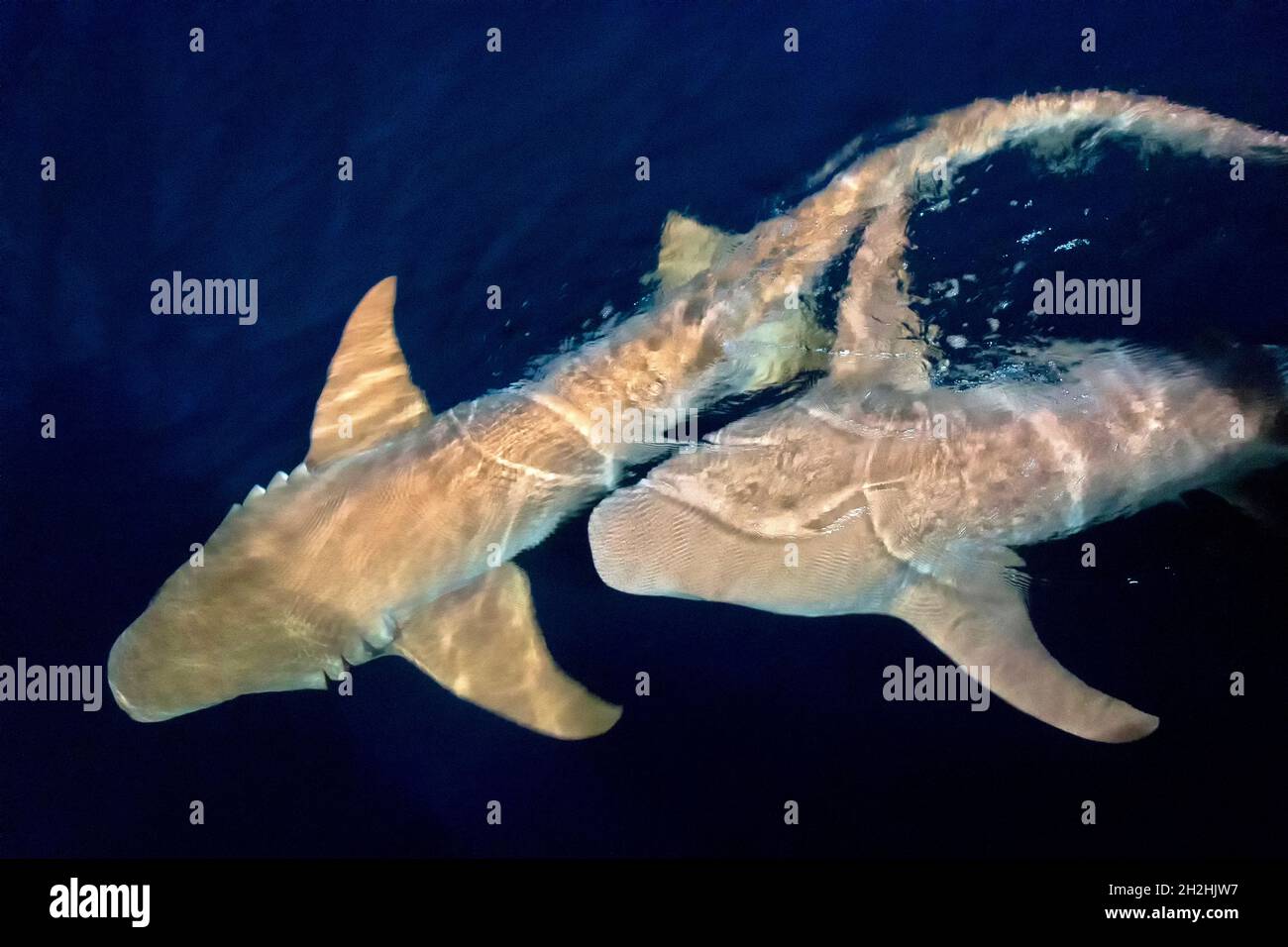 Nurse Shark, Nebrius ferrugineus, Felidhe Atoll, Maldives, Indian Ocean ...