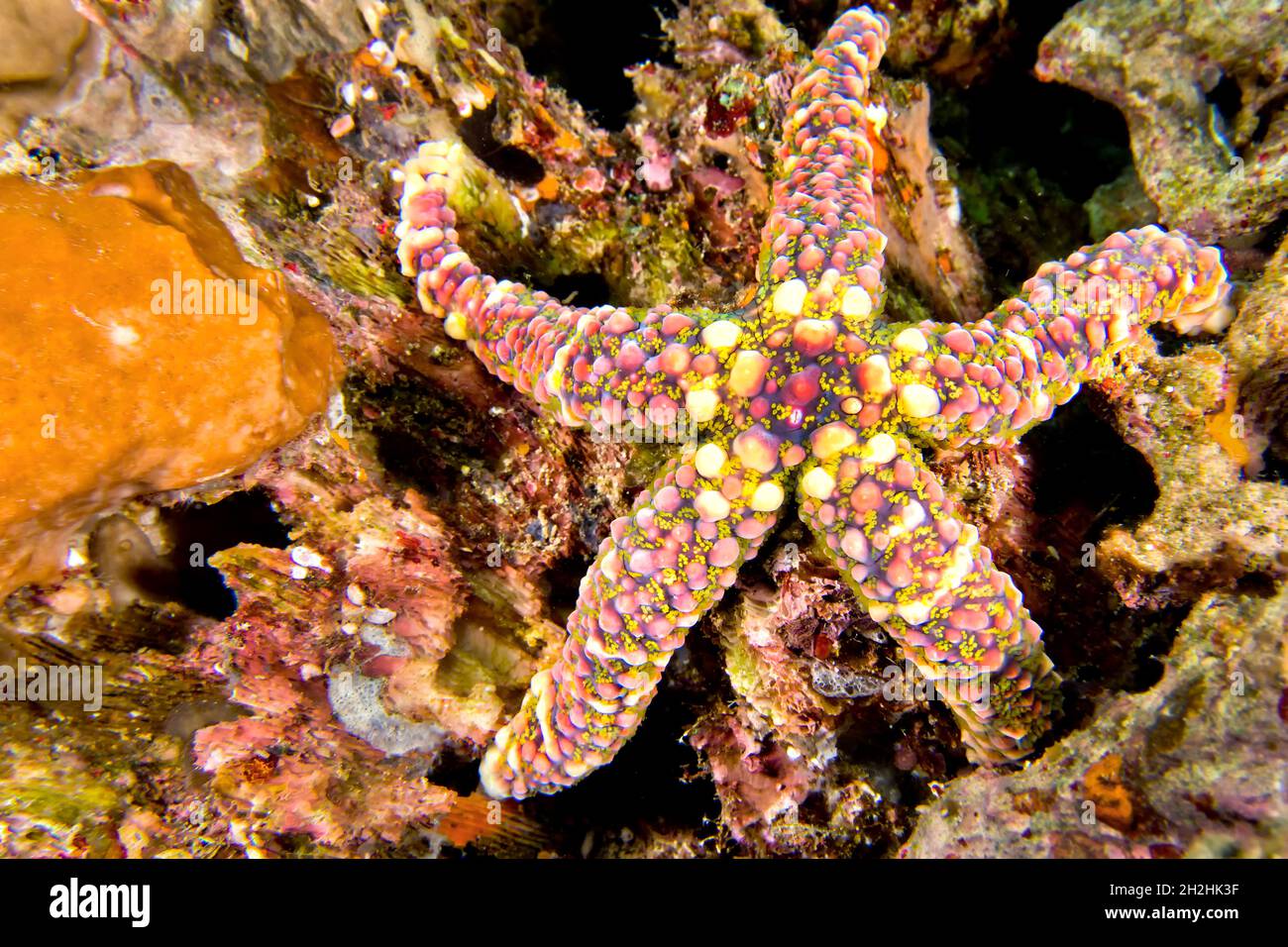 Warty Sea Star, Echinaster callosus, Coral Reef, Lembeh, North Sulawesi ...