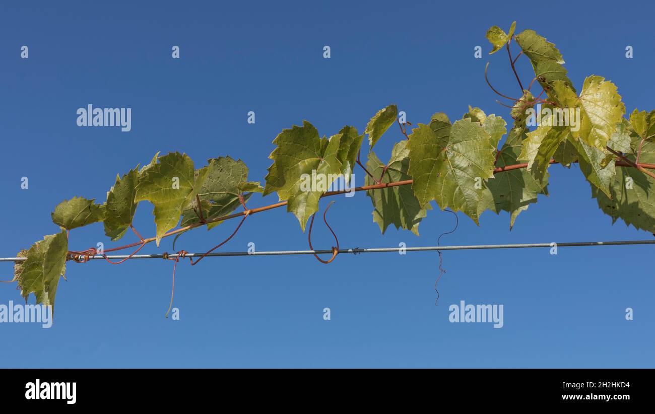 Vine tendrils attached to wires in a vineyard Stock Photo - Alamy