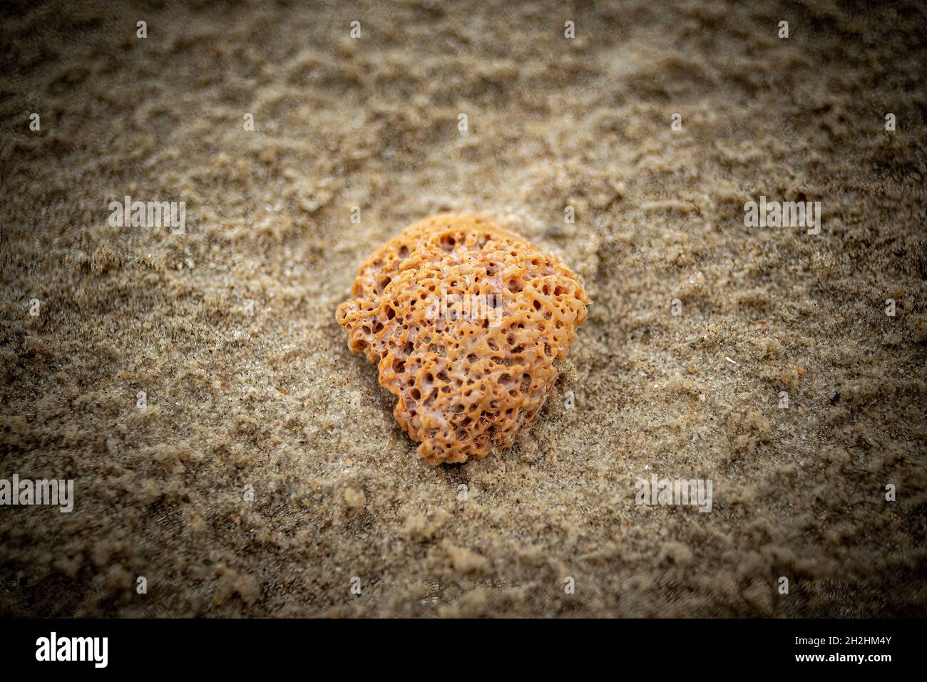 Polished coral hi-res stock photography and images - Alamy