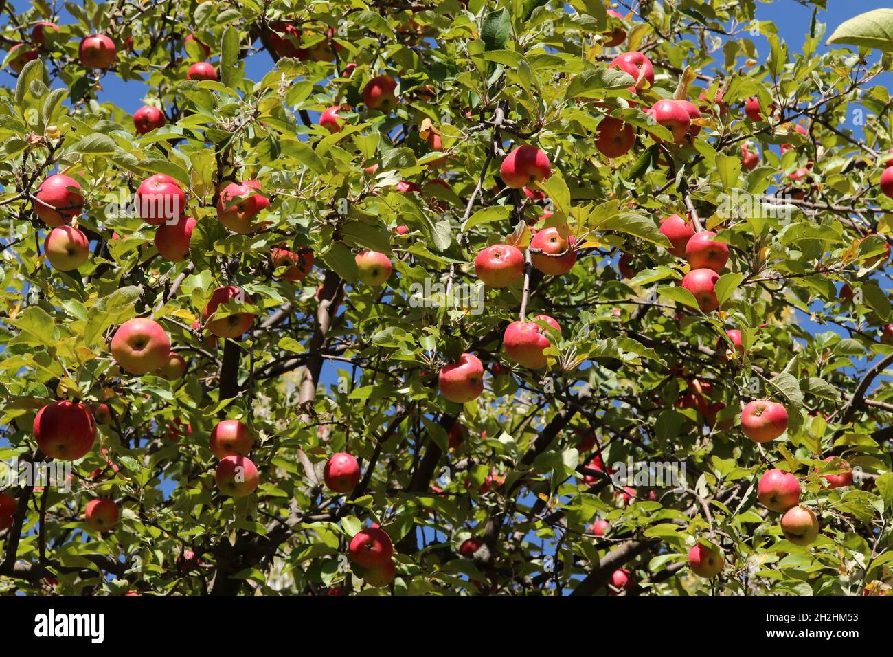 Organic red apples in the orchard Stock Photo - Alamy