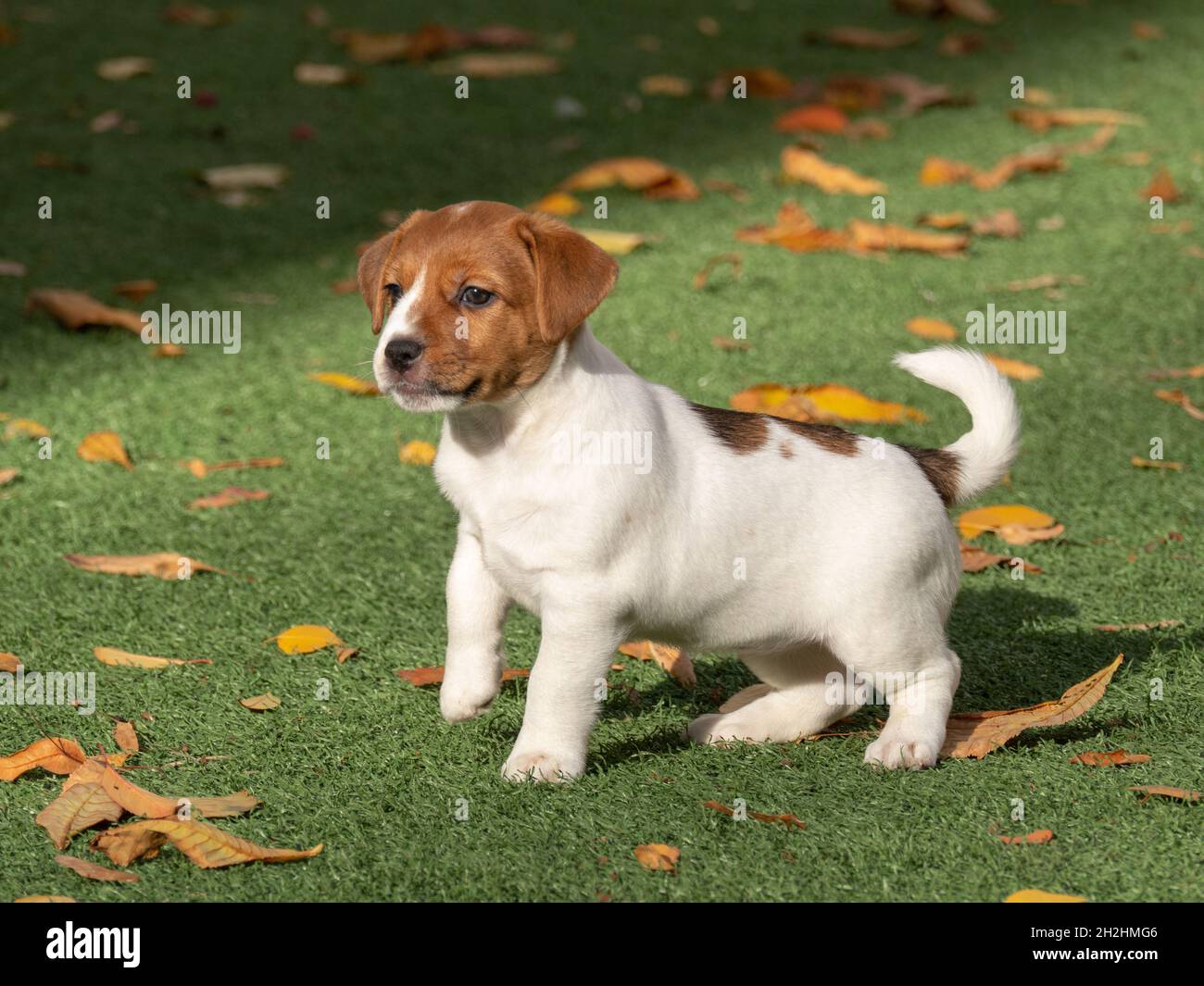 Funny jack russel terrier hi-res stock photography and images - Alamy