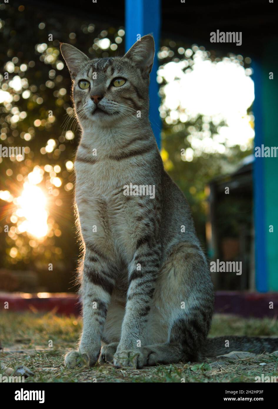 Cat full body sitting hi-res stock photography and images - Alamy