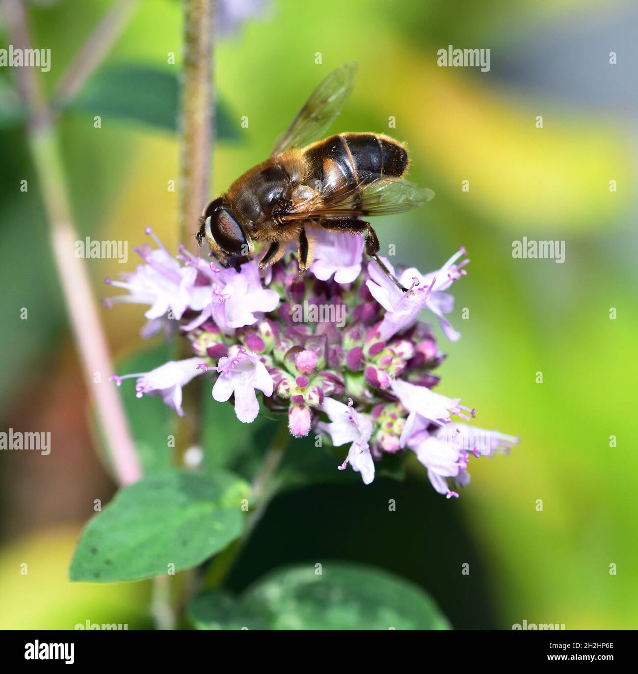 Bee bathing in flower hi-res stock photography and images - Alamy