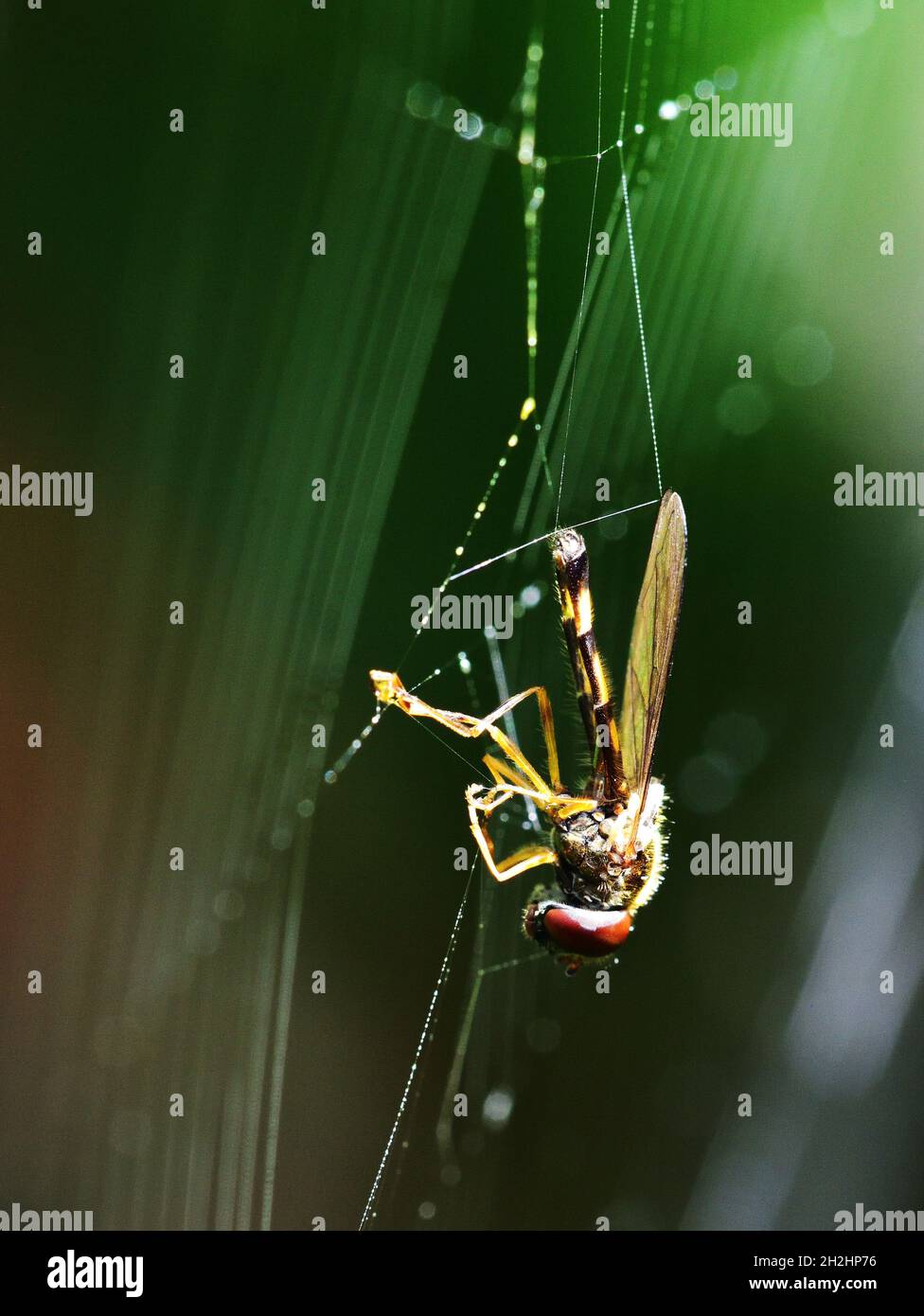 Drone Fly caught in a spiders web Stock Photo - Alamy
