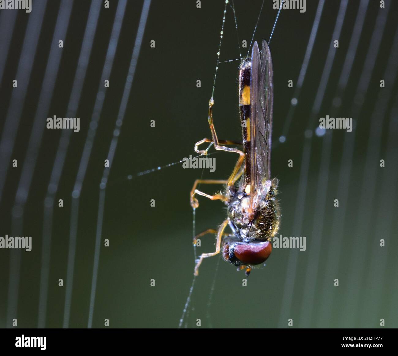 Drone Fly caught in a spiders web Stock Photo - Alamy