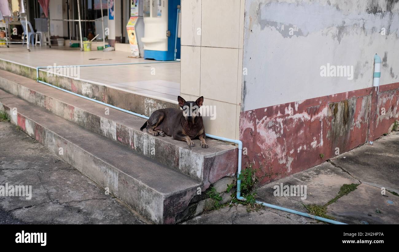 Wild Street Dogs aka Soi Dogs North Central Pattaya Thailand Stock ...