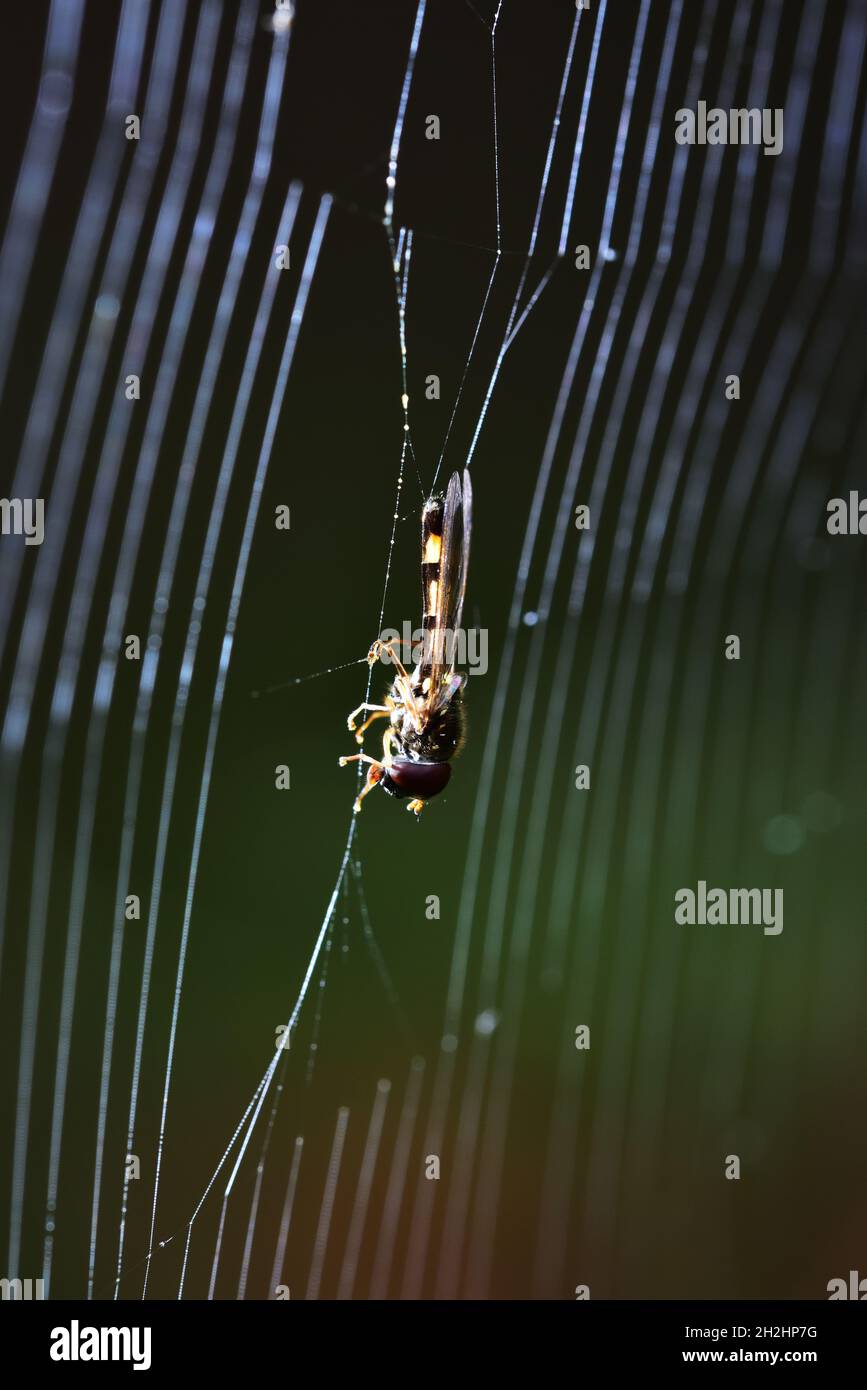 Drone Fly caught in a spiders web Stock Photo - Alamy