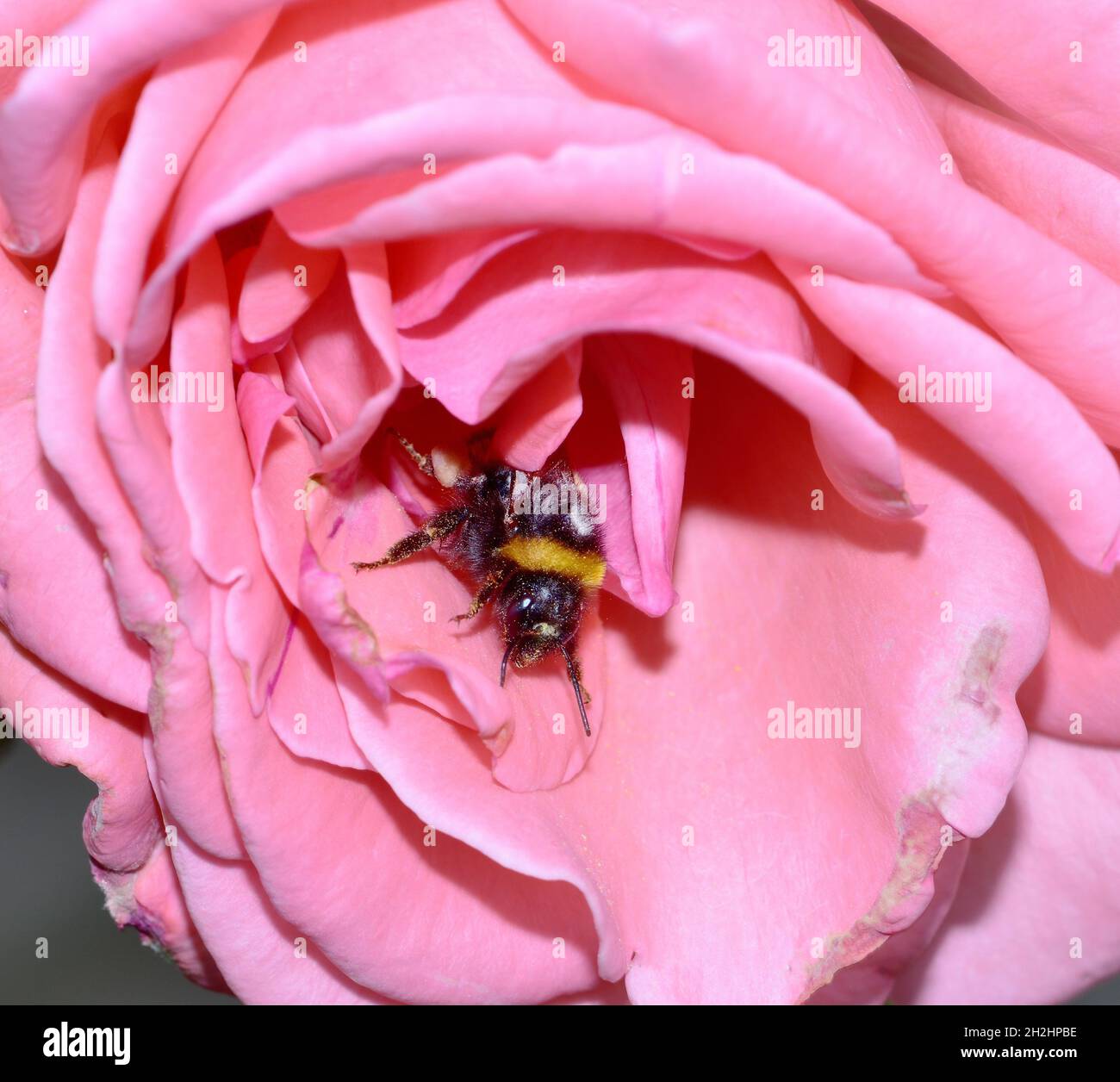 Bee pollinating a Pink Rose Stock Photo - Alamy