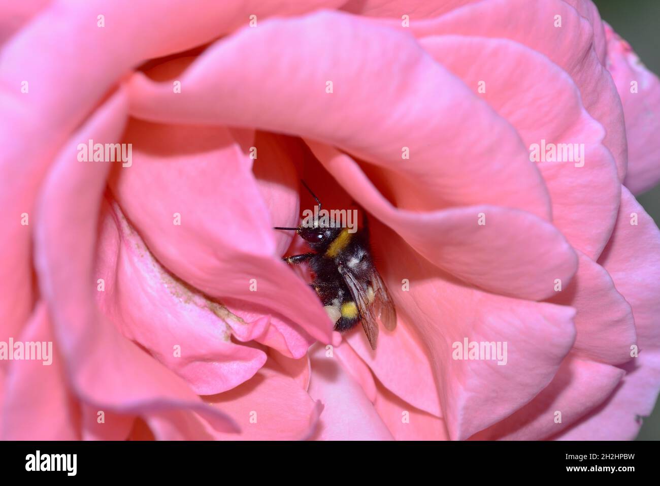 Bee pollinating a Pink Rose Stock Photo - Alamy