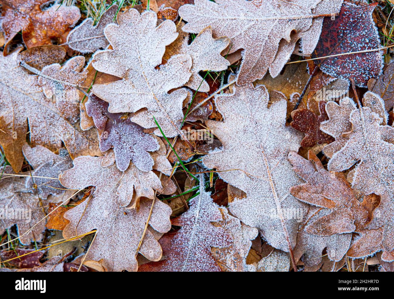 Autumn leaf texture background with frost in winter with brown tones ...