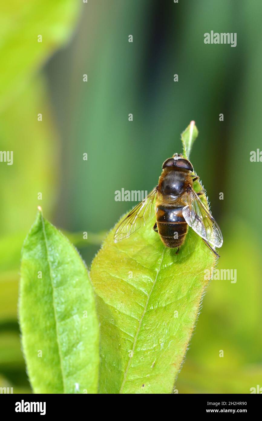Drone Fly bathing in the sunshine on a leaf Stock Photo - Alamy