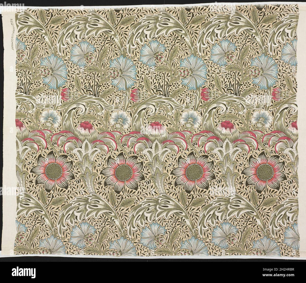 Corncockle, England, 1883 (produced 1917/25 Stock Photo - Alamy