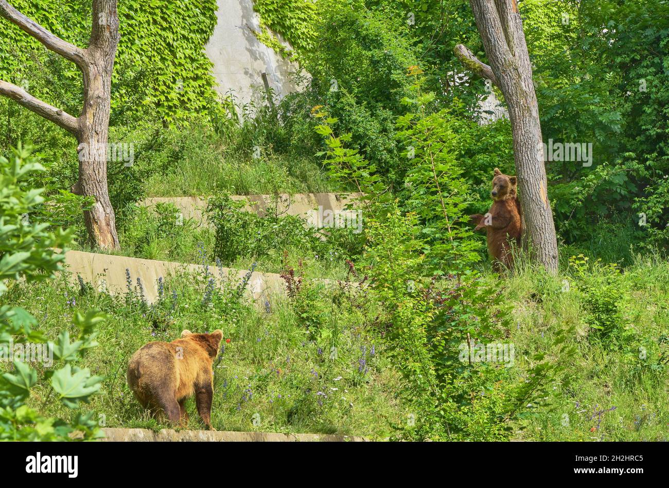 The famous bears of Bern, Switzerland Stock Photo - Alamy