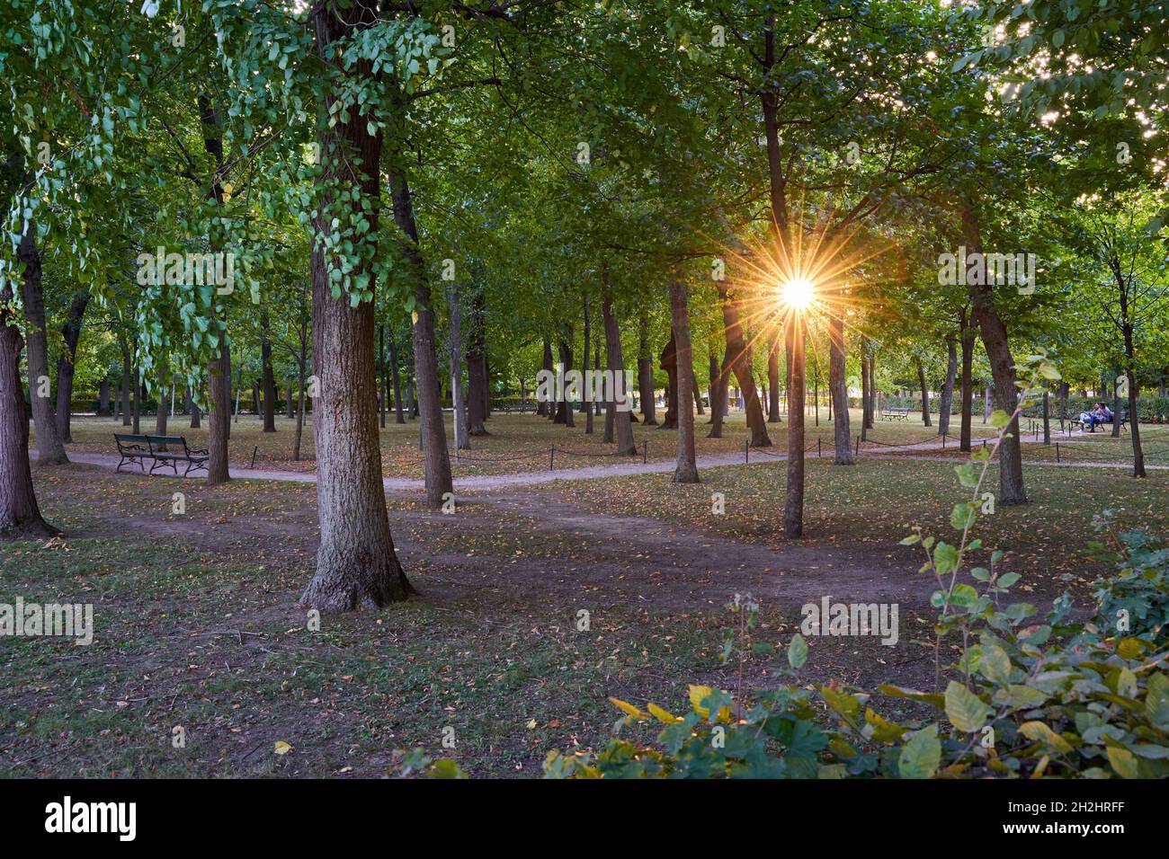 Light throught trees hi-res stock photography and images - Alamy