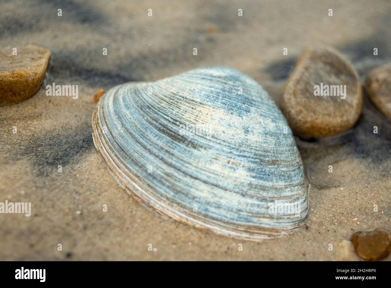 Beautiful blues of a weathered clam shell Stock Photo - Alamy