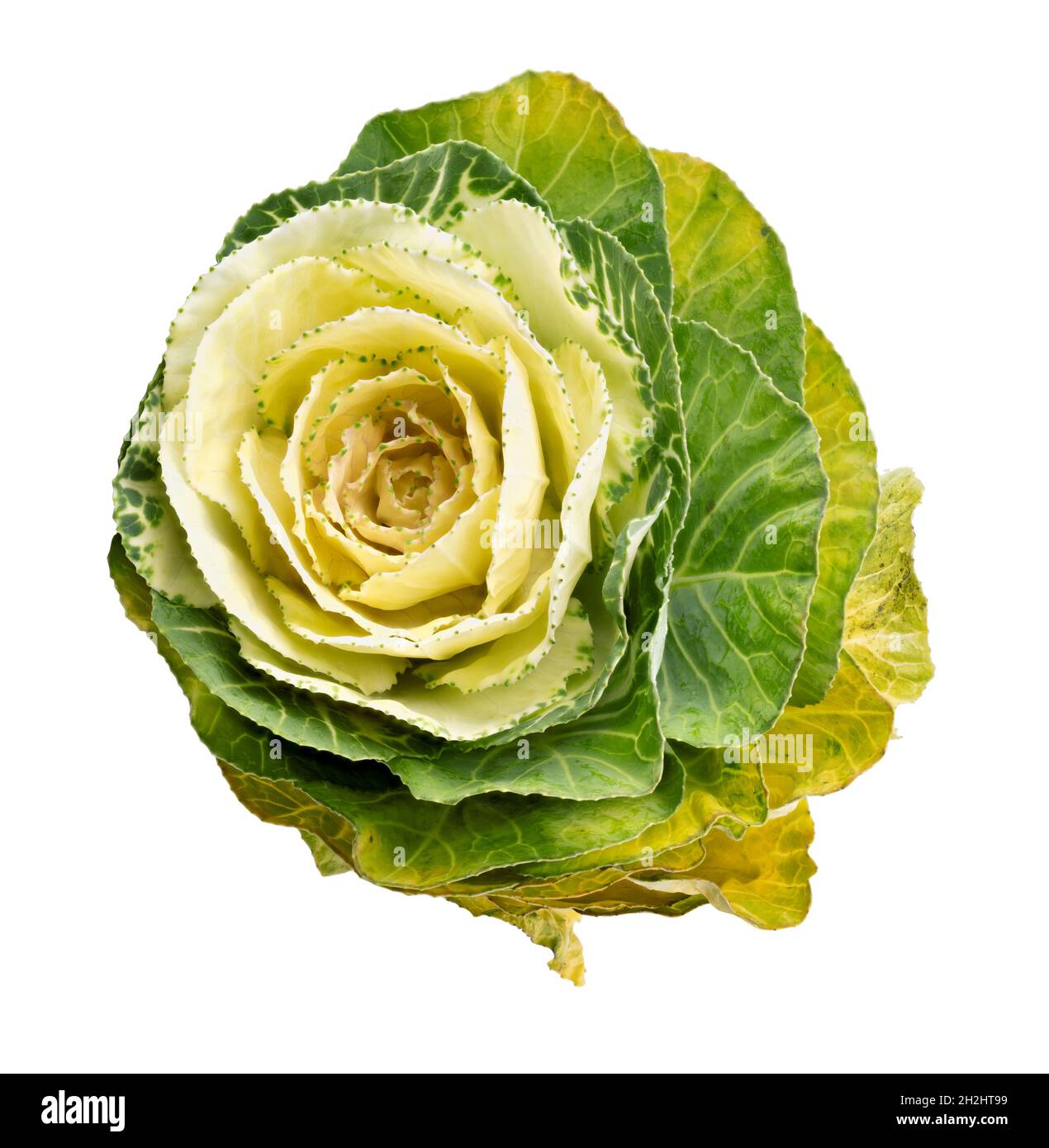 Small decorative cabbage isolated on white background. Clipping path ...