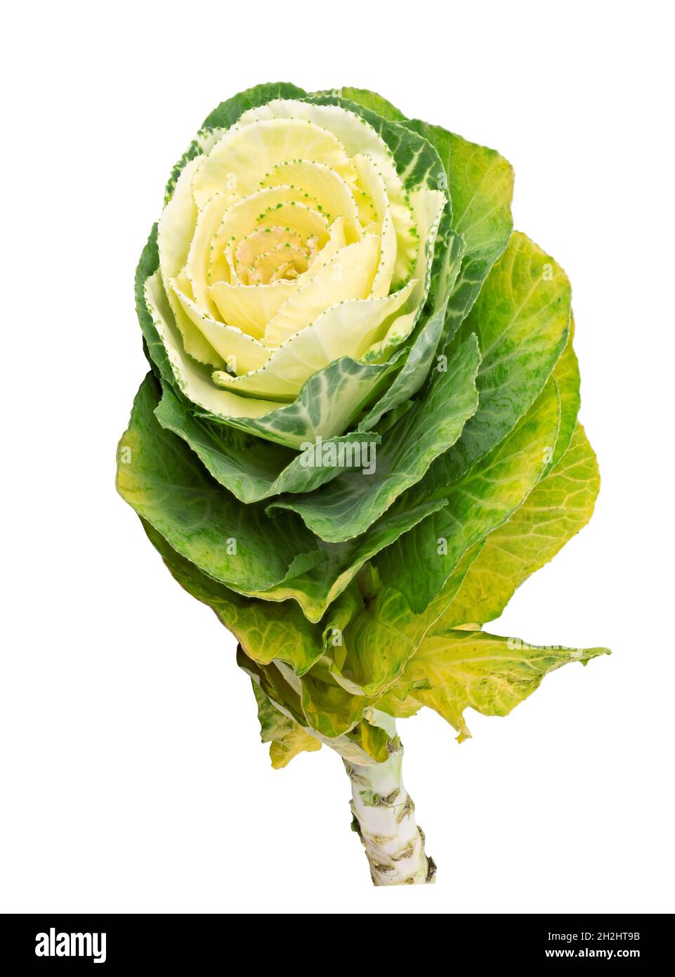 Small decorative cabbage isolated on white background. Clipping path ...