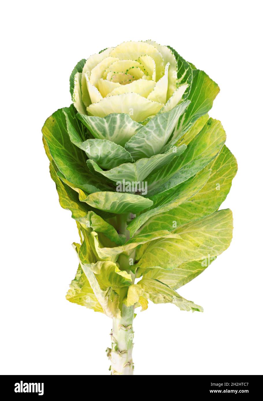 Small decorative cabbage isolated on white background. Clipping path ...