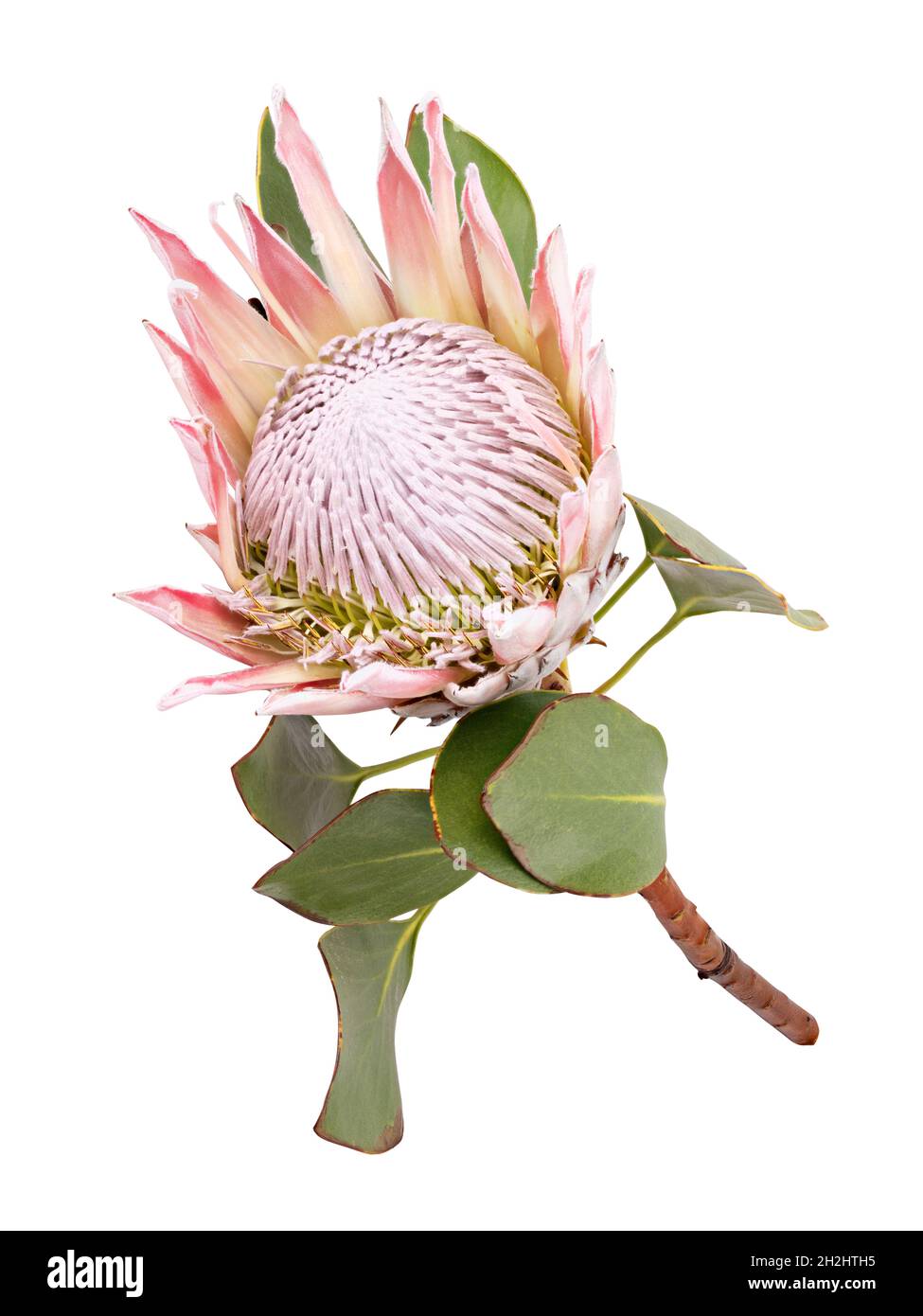 Fresh protea flower isolated on white background. Clipping path Stock ...
