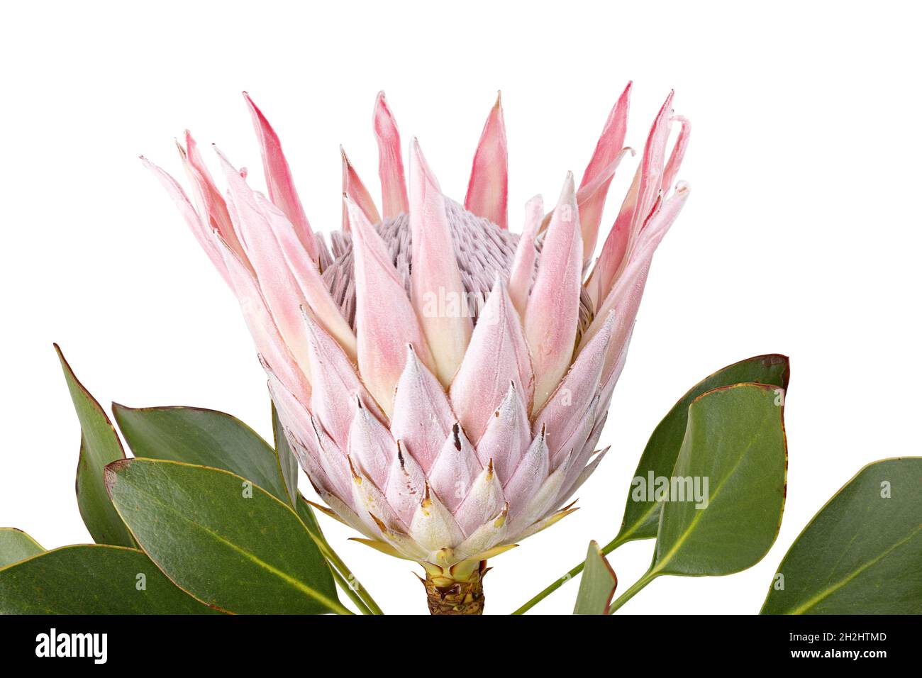 Fresh protea flower isolated on white background. Clipping path Stock ...