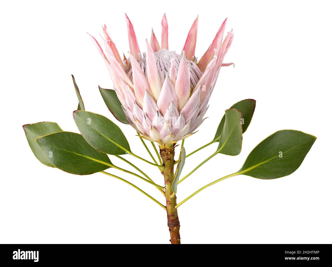 Fresh protea flower isolated on white background. Clipping path Stock ...